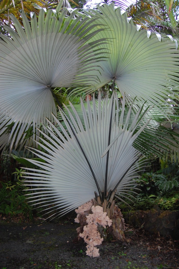 Walking our Leilani Garden - DISCUSSING PALM TREES WORLDWIDE - PalmTalk