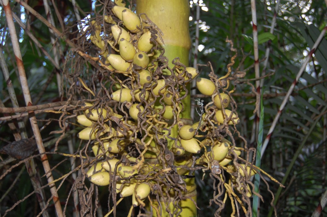 Walking our Leilani Garden - DISCUSSING PALM TREES WORLDWIDE - PalmTalk