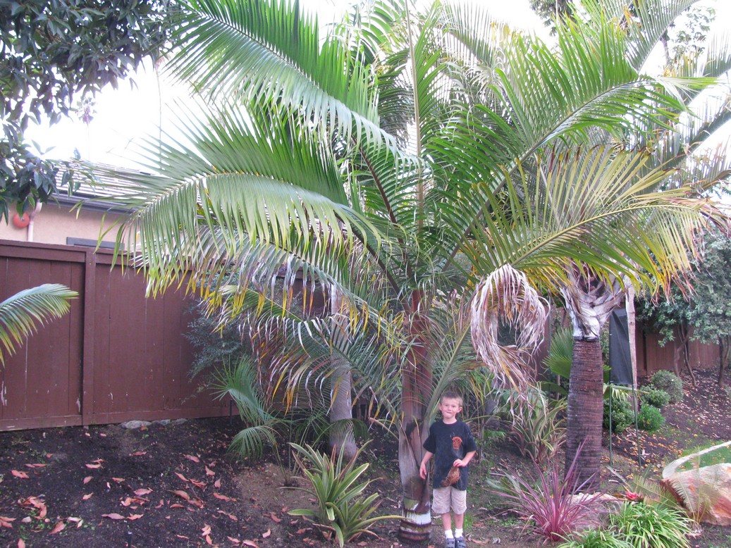 POGO's Teddy X Triangle Hybrid - DISCUSSING PALM TREES WORLDWIDE - PalmTalk