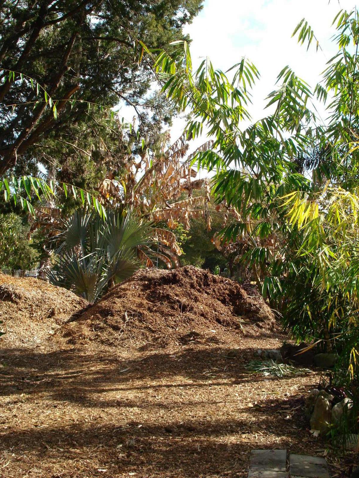 Fresh Mulch - DISCUSSING PALM TREES WORLDWIDE - PalmTalk