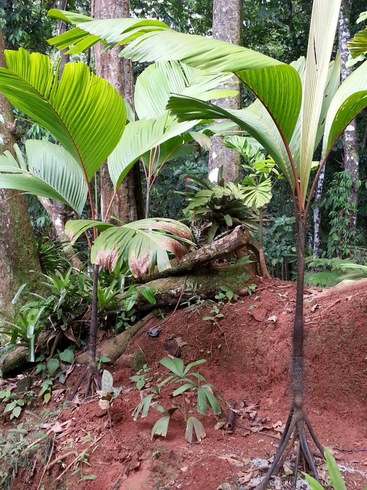 Stilt roots - DISCUSSING PALM TREES WORLDWIDE - PalmTalk