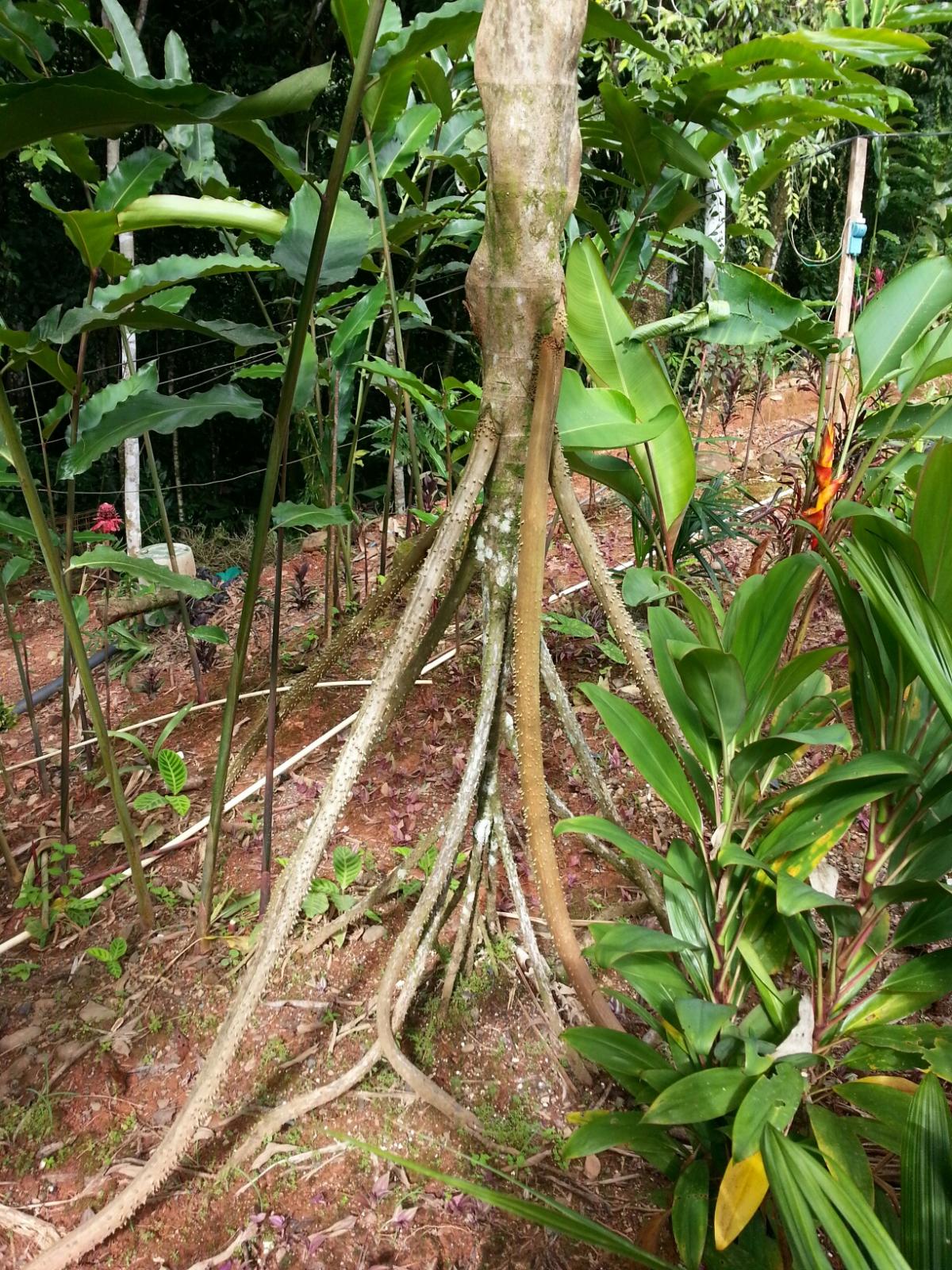Stilt roots - DISCUSSING PALM TREES WORLDWIDE - PalmTalk