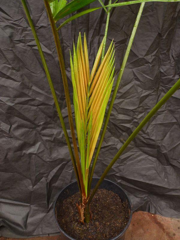 Which new leaf color have you Laccospadix - DISCUSSING PALM TREES ...