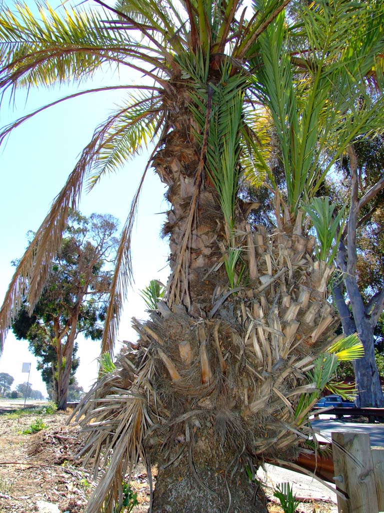 Ugliest Palm Contest - DISCUSSING PALM TREES WORLDWIDE - PalmTalk