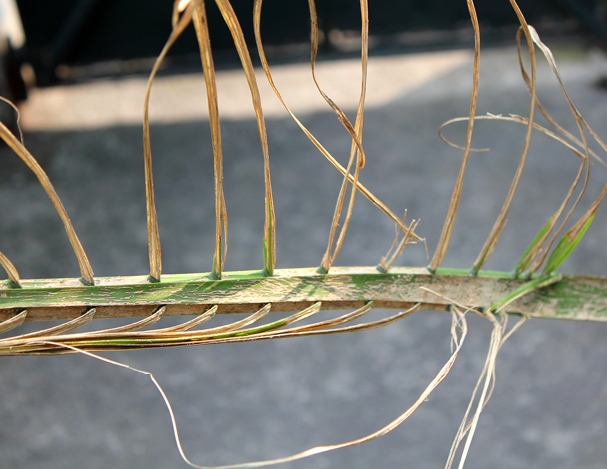 Documenting Brontispa longissima (Palm Leaf Beetle) - DISCUSSING PALM ...