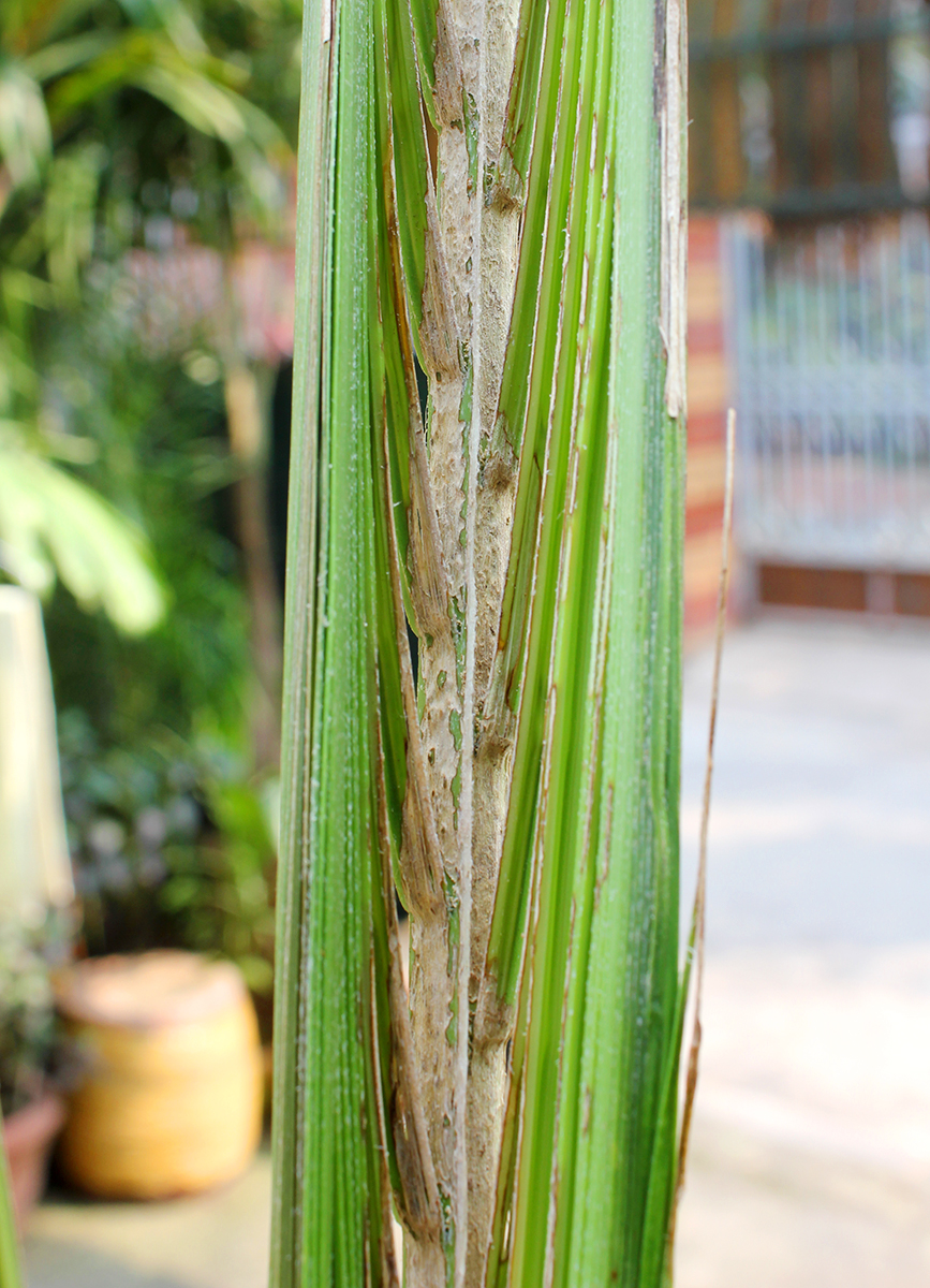 Documenting Brontispa longissima (Palm Leaf Beetle) - DISCUSSING PALM ...
