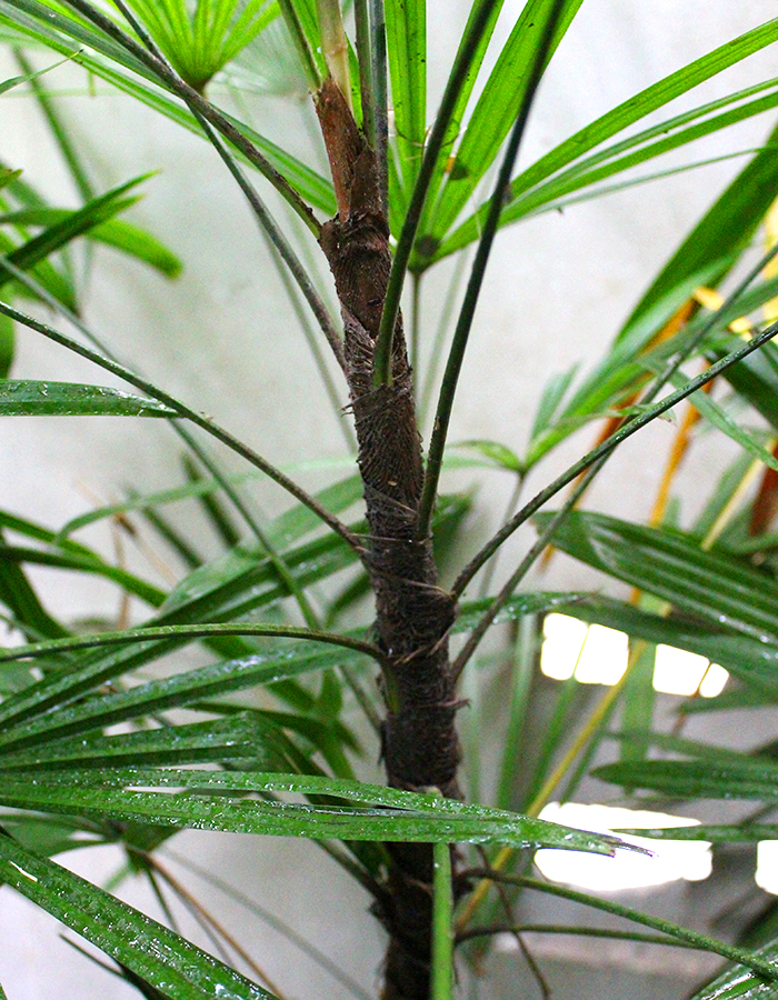 Rhapis Conundrum..... - DISCUSSING PALM TREES WORLDWIDE - PalmTalk