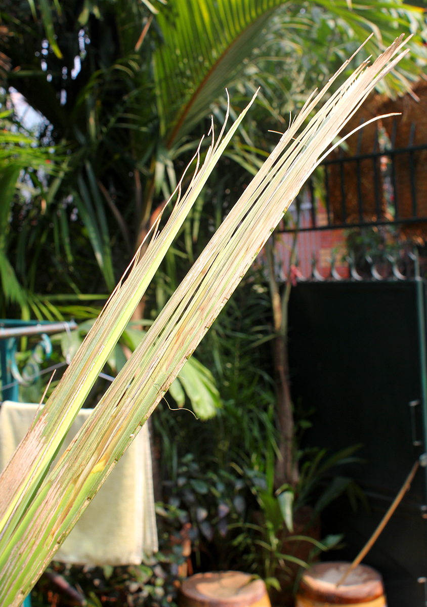 Documenting Brontispa longissima (Palm Leaf Beetle) - DISCUSSING PALM ...