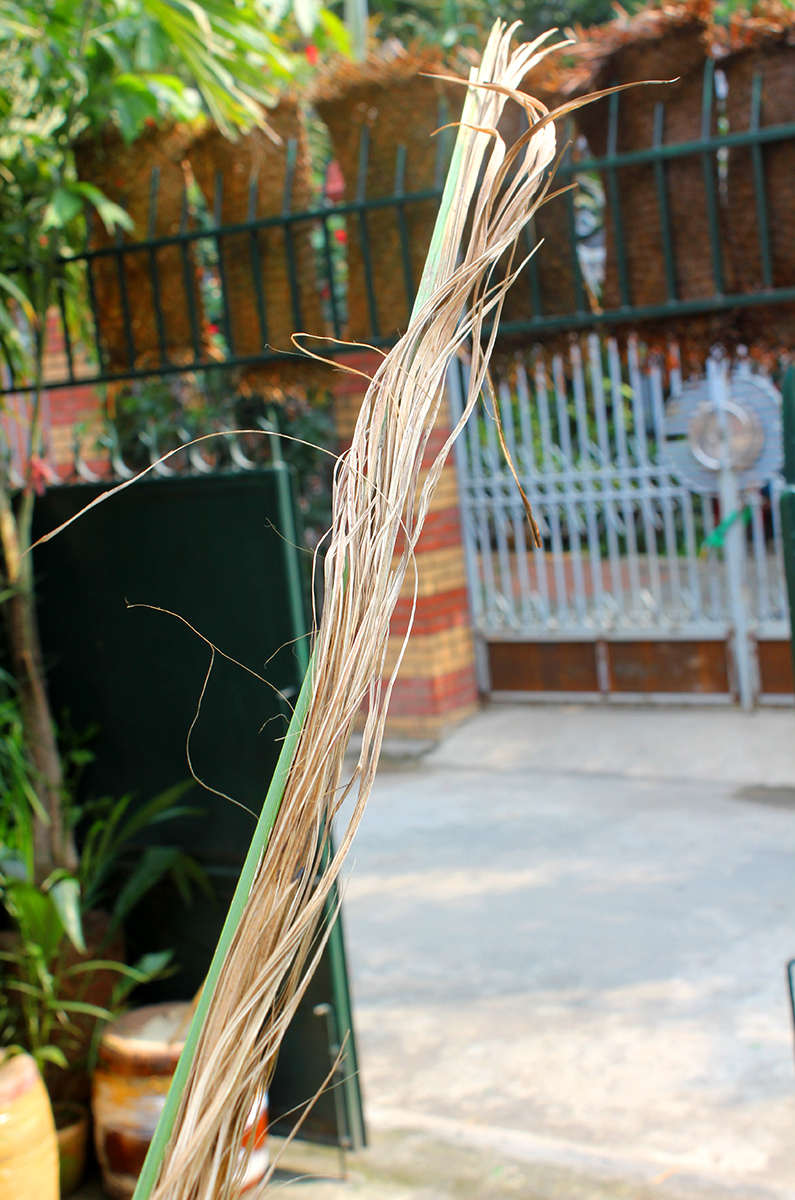 Documenting Brontispa longissima (Palm Leaf Beetle) - DISCUSSING PALM ...