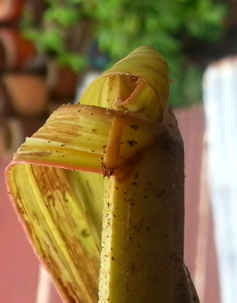 Documenting Brontispa longissima (Palm Leaf Beetle) - DISCUSSING PALM ...