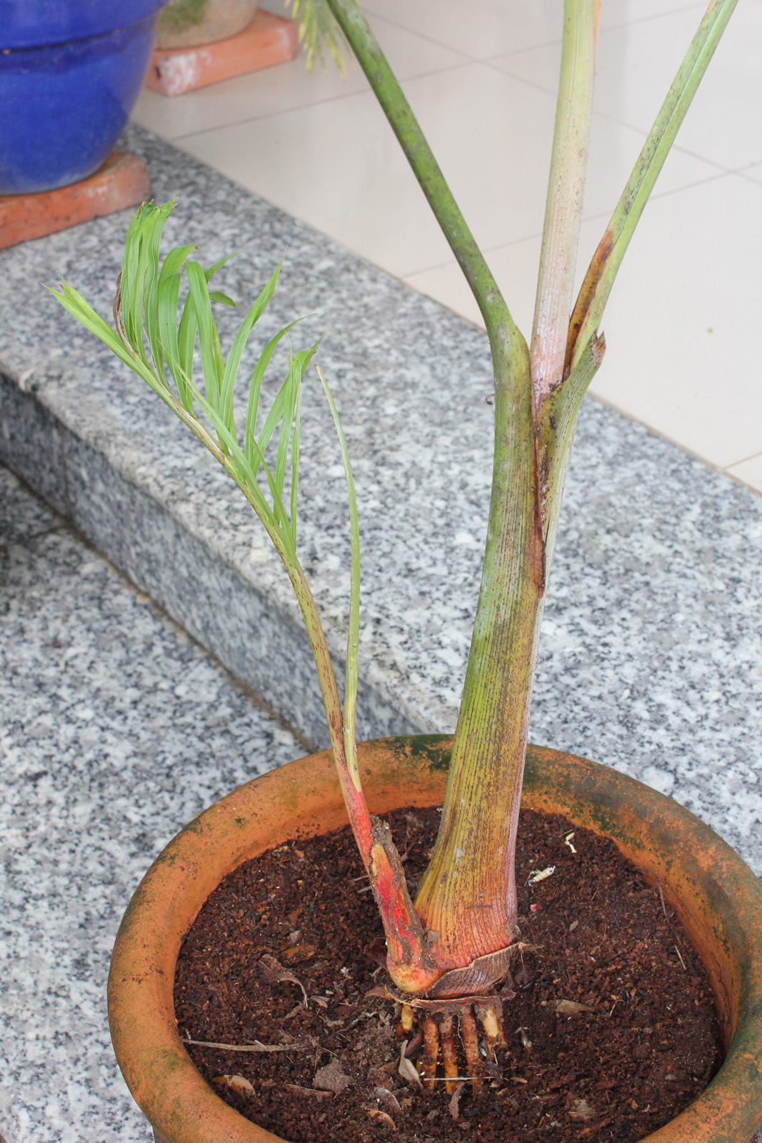 A couple for the experts! - DISCUSSING PALM TREES WORLDWIDE - PalmTalk