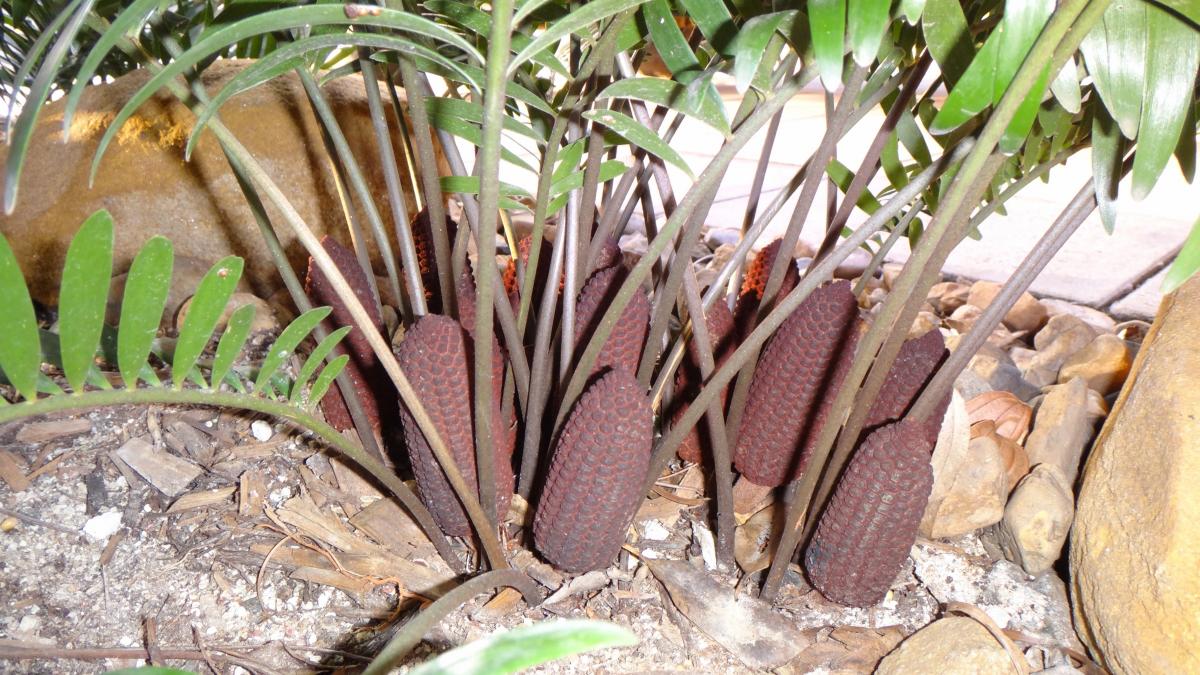 Zamia Floridana/ Integrifolia Coning pics - TROPICAL LOOKING PLANTS ...