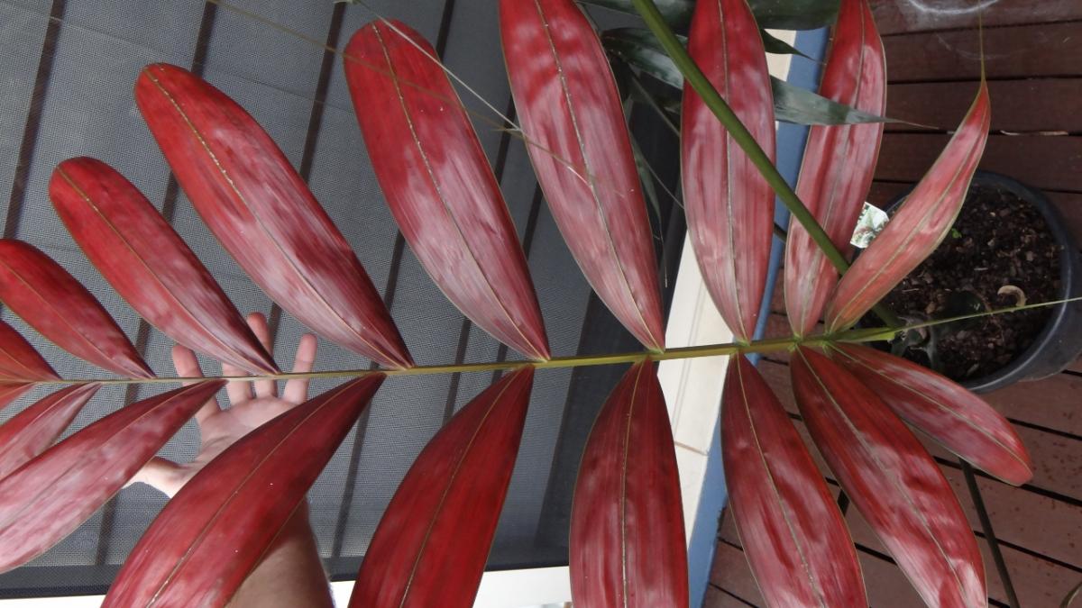 Long Leaf Flamethrower. - DISCUSSING PALM TREES WORLDWIDE - PalmTalk