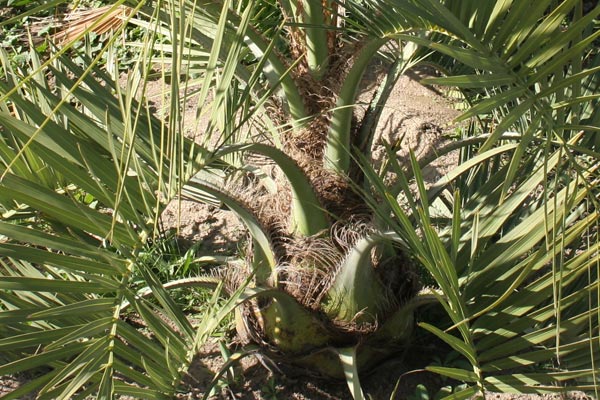 butia or butia hybrid? - DISCUSSING PALM TREES WORLDWIDE - PalmTalk