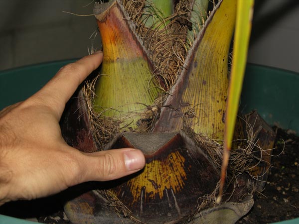 butia or butia hybrid? - DISCUSSING PALM TREES WORLDWIDE - PalmTalk