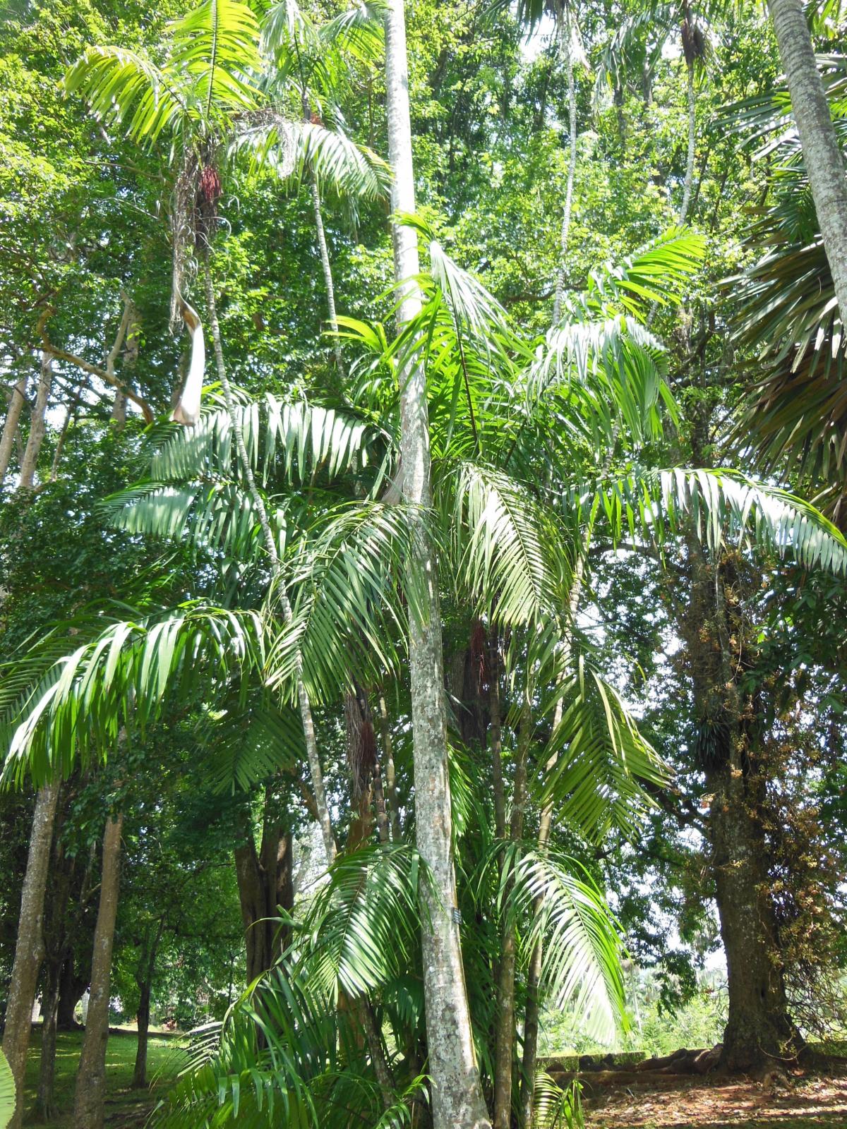 Oenocarpus mapora - DISCUSSING PALM TREES WORLDWIDE - PalmTalk