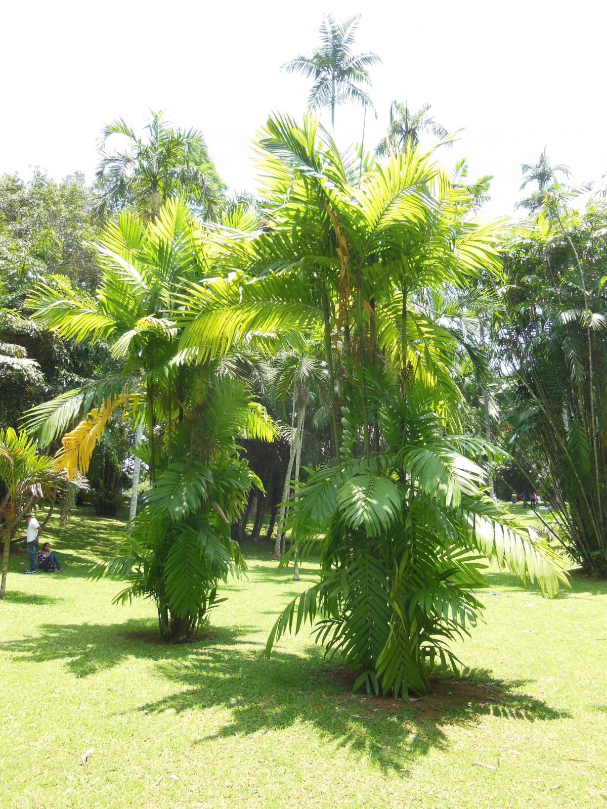 weeds, endemic Areca! - DISCUSSING PALM TREES WORLDWIDE - PalmTalk