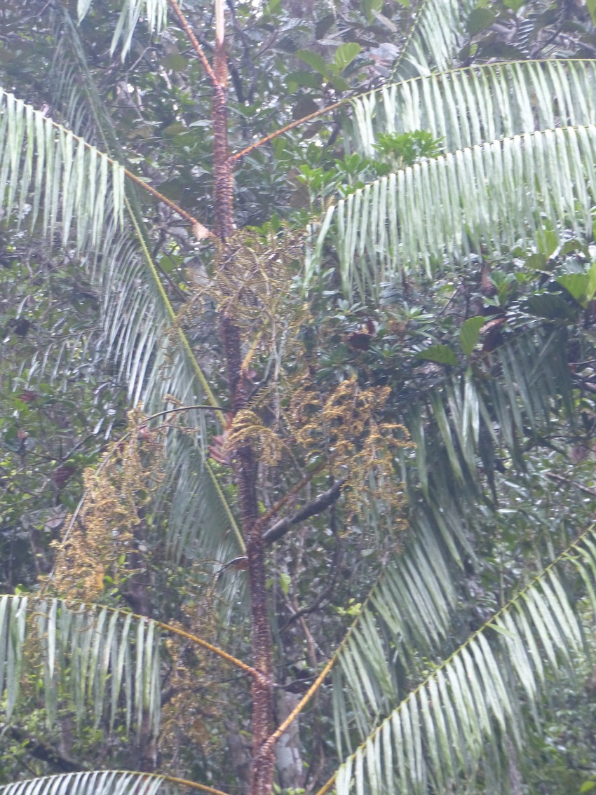 Hunting Loxococcus in Sinharaja (rain-)forest - DISCUSSING PALM TREES ...