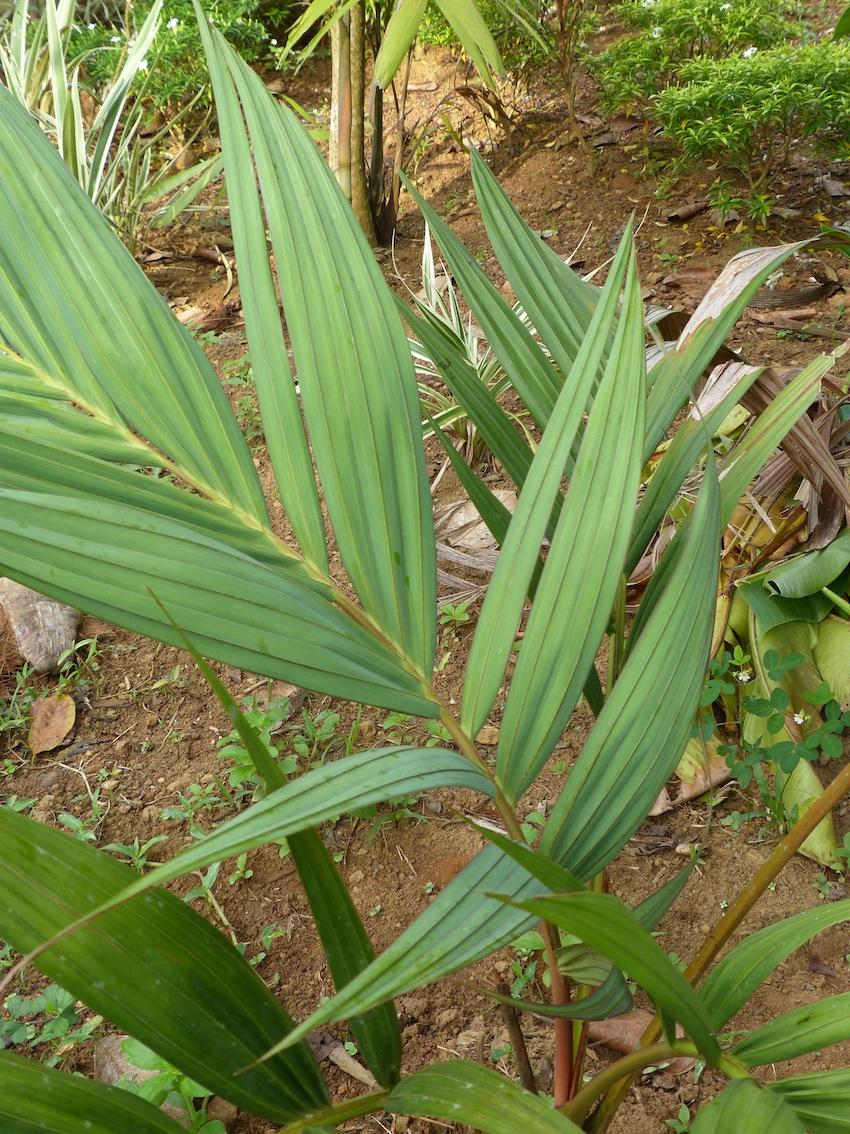 Loxococcus in the garden - DISCUSSING PALM TREES WORLDWIDE - PalmTalk