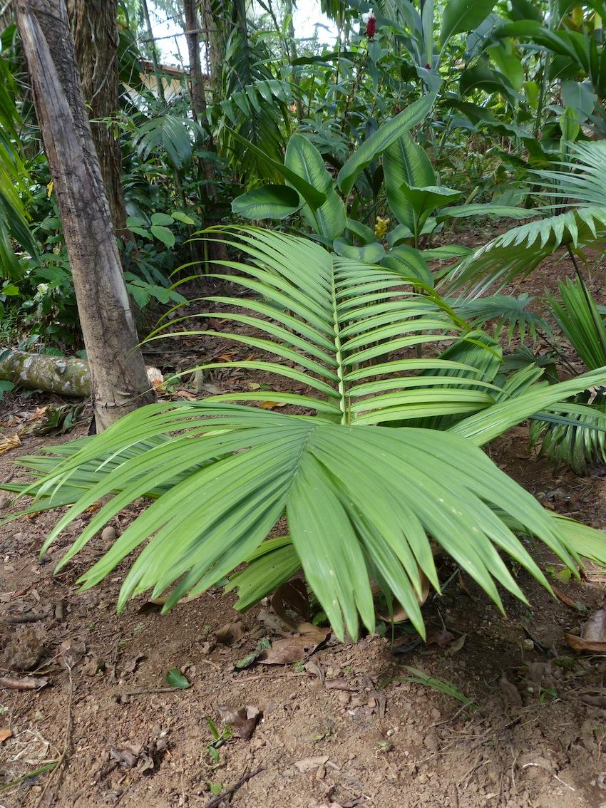 Calyptrocalyx? - DISCUSSING PALM TREES WORLDWIDE - PalmTalk