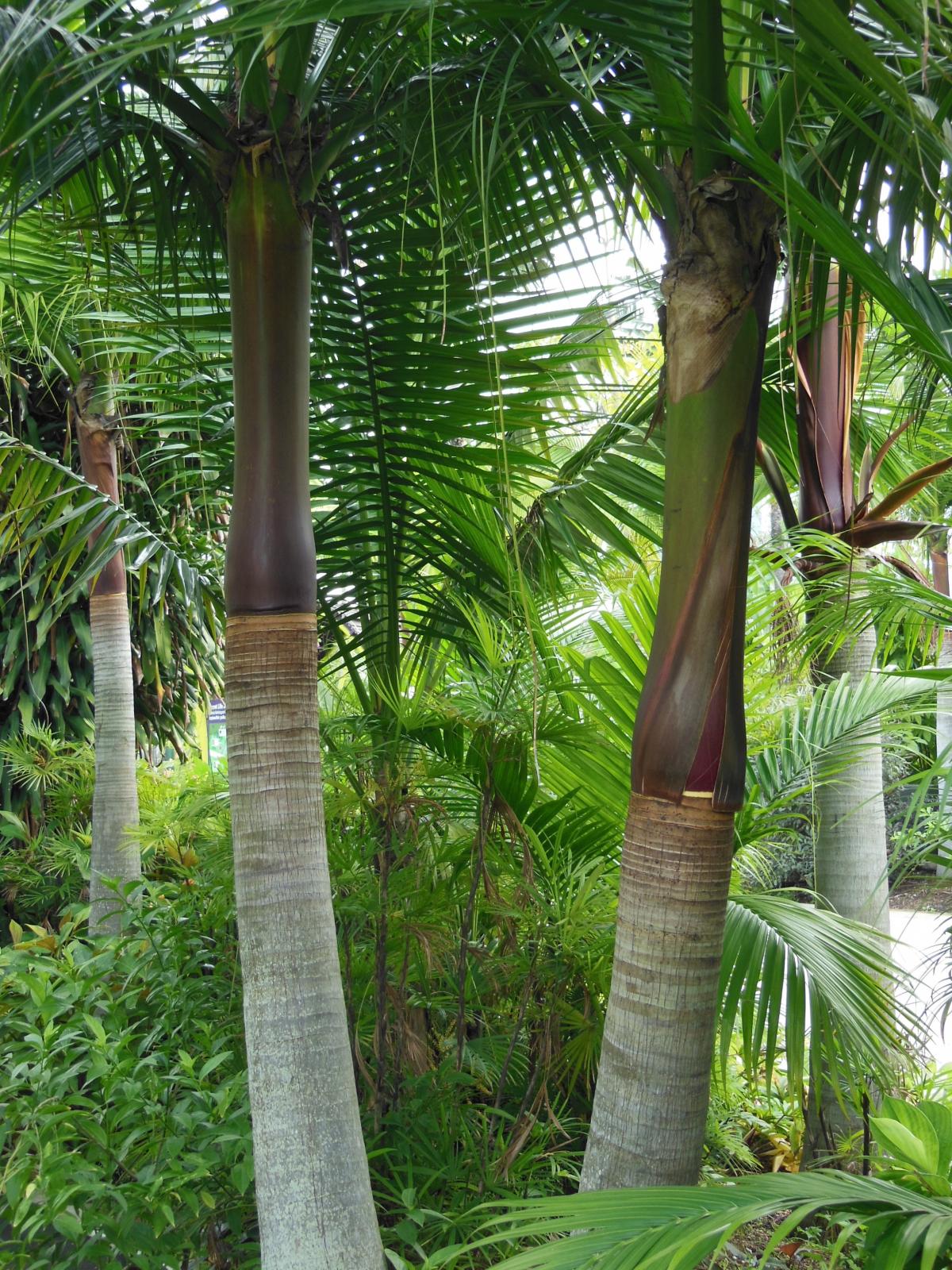 Who is growing Satakentia? - DISCUSSING PALM TREES WORLDWIDE - PalmTalk