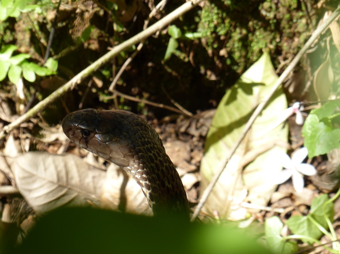 Battling Giant Hawaiian Snakes - OHANA NUI - OFF TOPIC SUB-FORUM - PalmTalk