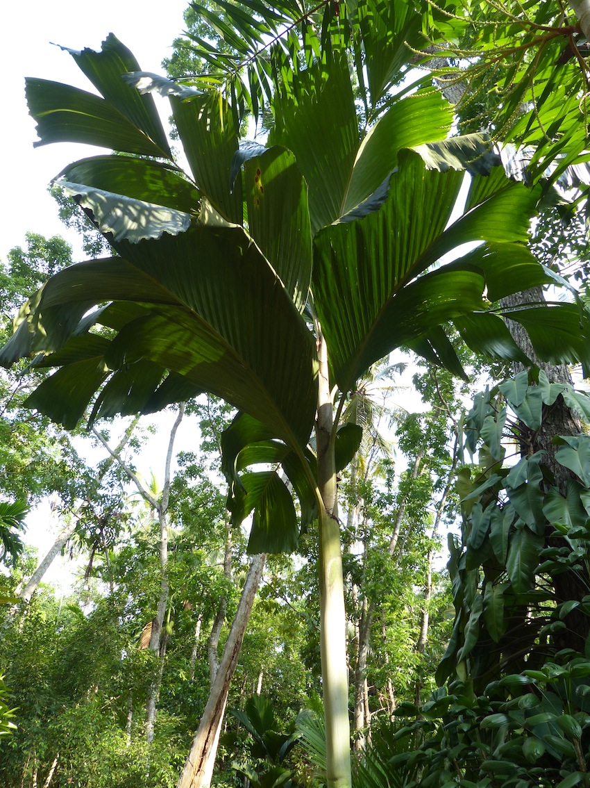 Hydriastele beguinii ' Obi Island' - DISCUSSING PALM TREES WORLDWIDE ...