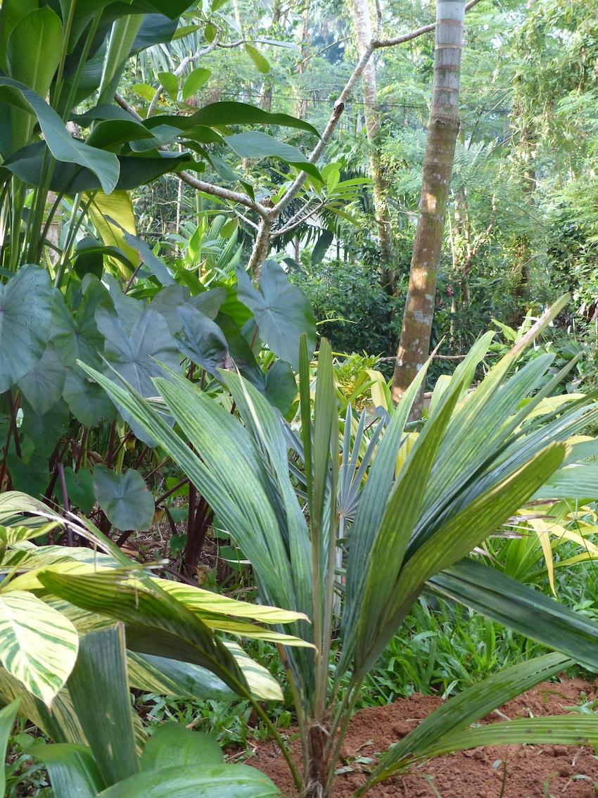 Sommieria leucophylla - DISCUSSING PALM TREES WORLDWIDE - PalmTalk