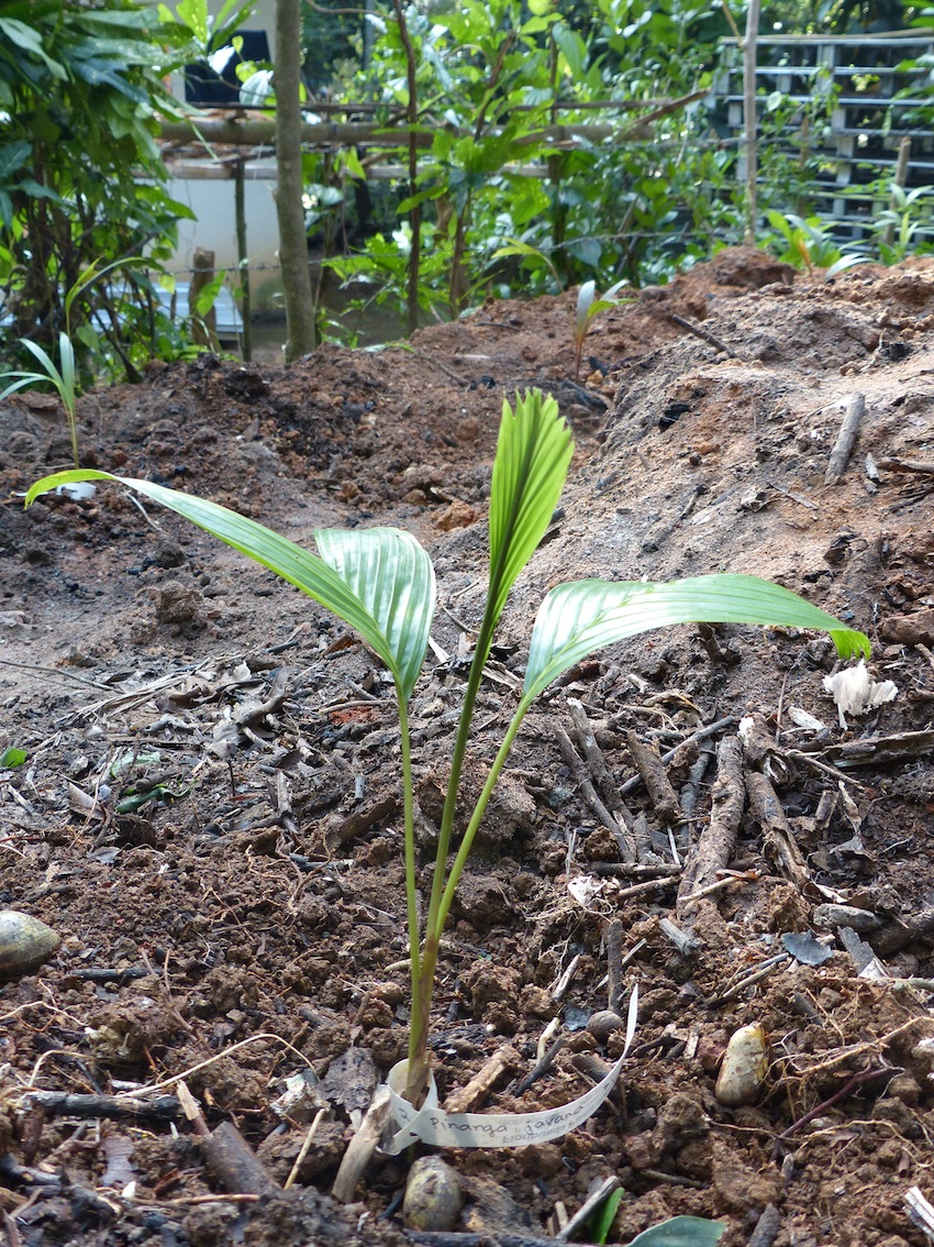 My Pinanga collection - DISCUSSING PALM TREES WORLDWIDE - PalmTalk