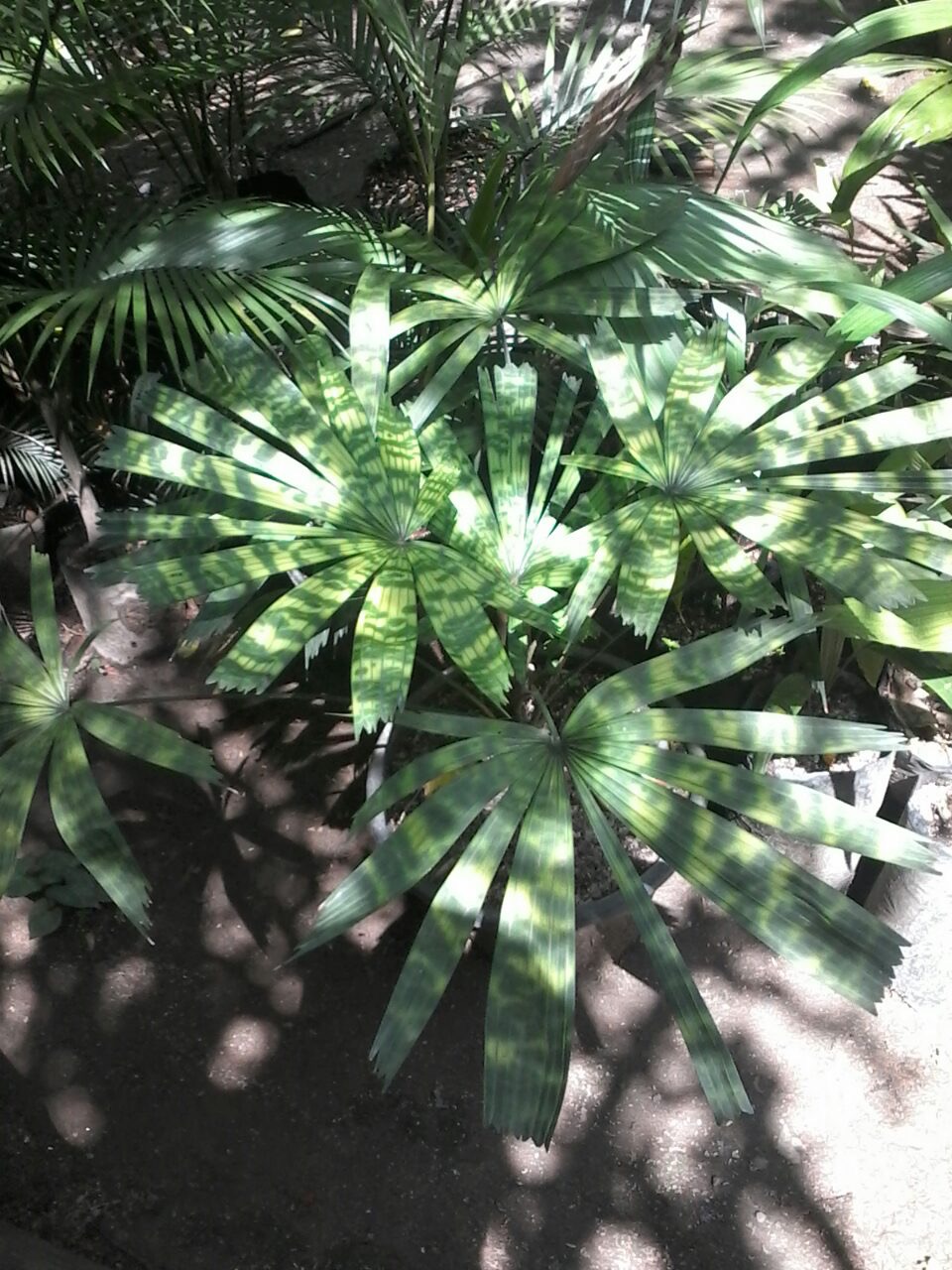 Licuala 'Mapu' - DISCUSSING PALM TREES WORLDWIDE - PalmTalk