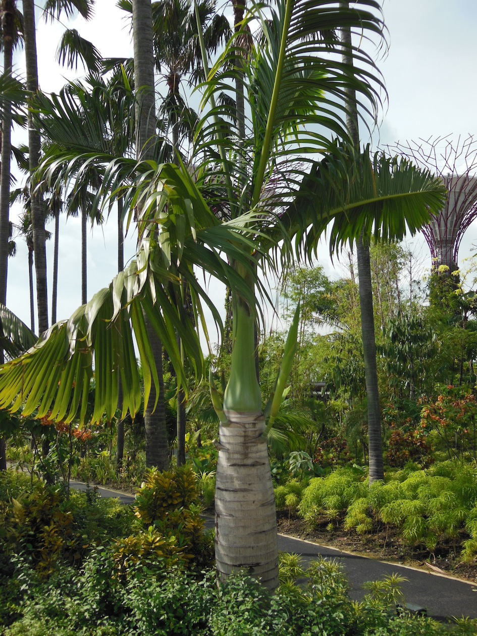 Monsters in Gardens By the Bay - DISCUSSING PALM TREES WORLDWIDE - PalmTalk