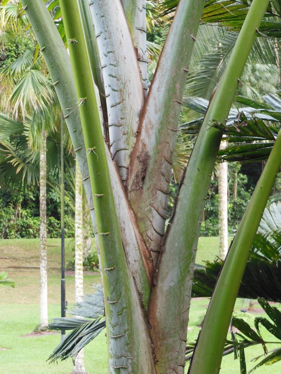 2 Metroxylon - DISCUSSING PALM TREES WORLDWIDE - PalmTalk