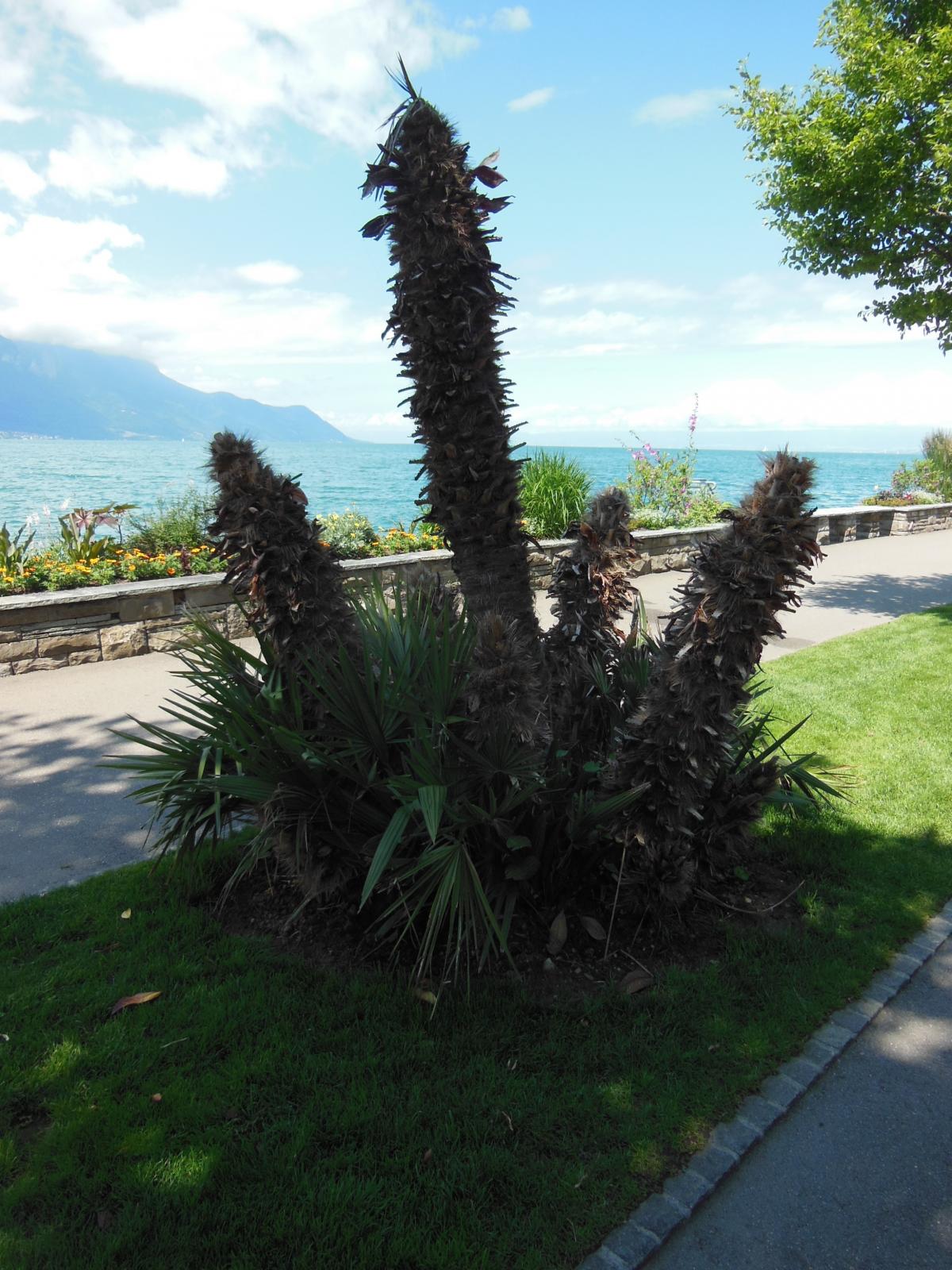 frozen palms in Montreux - COLD HARDY PALMS - PalmTalk
