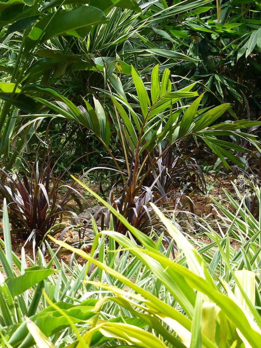 Loxococcus in the garden - DISCUSSING PALM TREES WORLDWIDE - PalmTalk