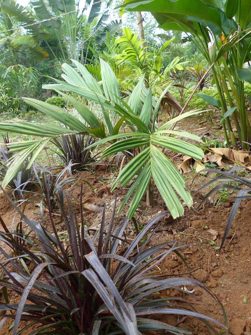 Loxococcus in the garden - DISCUSSING PALM TREES WORLDWIDE - PalmTalk