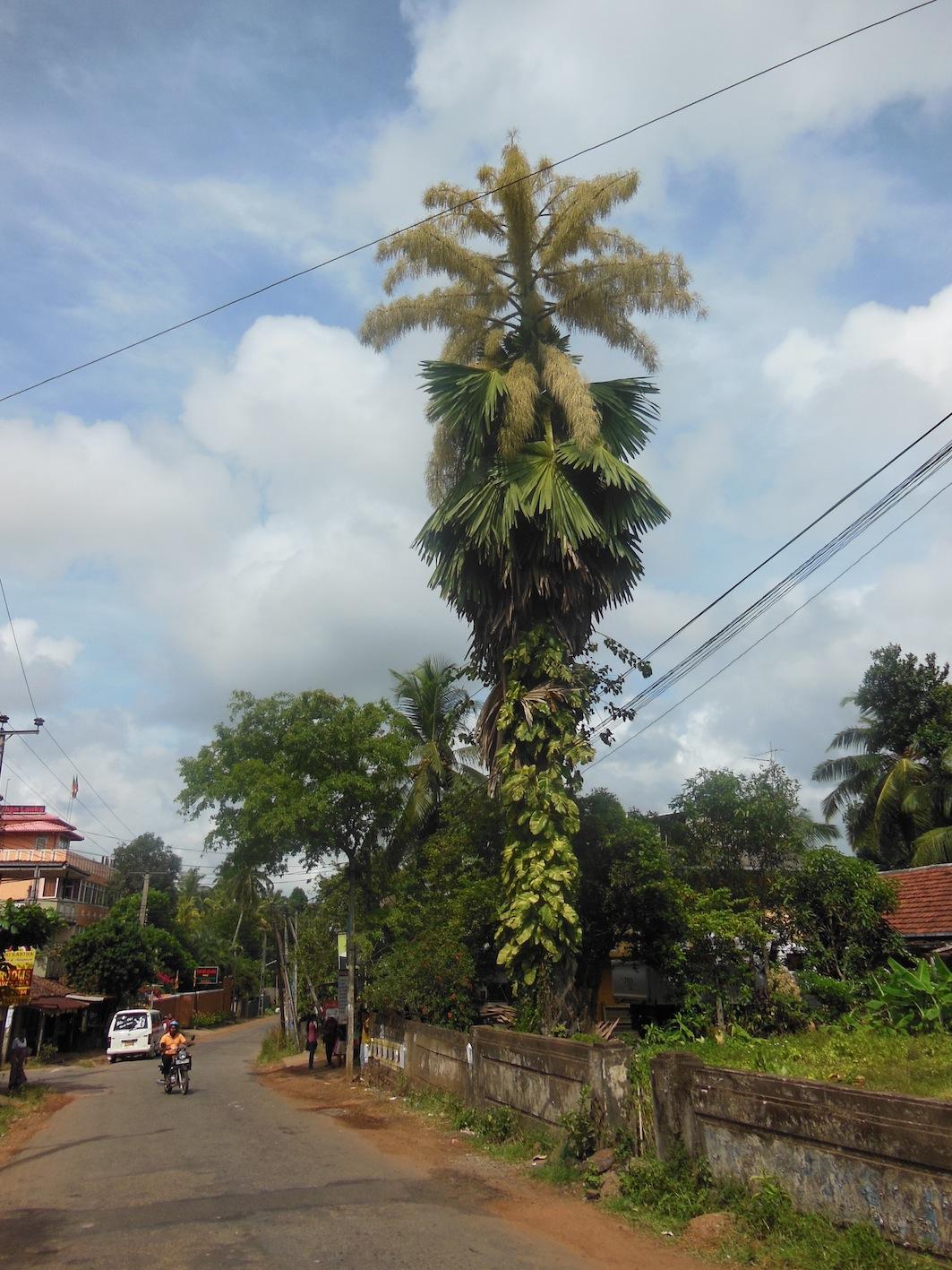 Talipot trail - DISCUSSING PALM TREES WORLDWIDE - PalmTalk