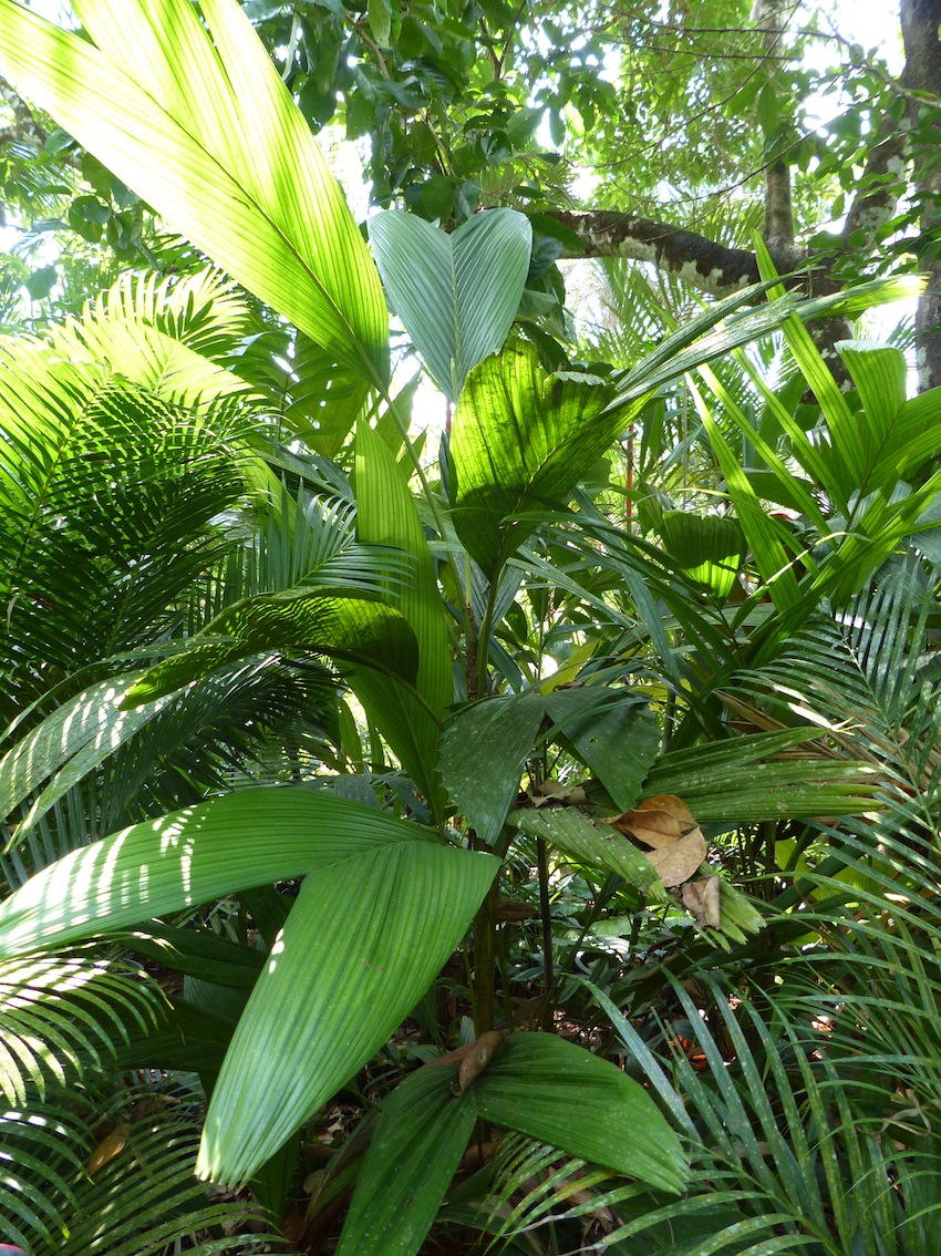 palm collection in countryside - DISCUSSING PALM TREES WORLDWIDE - PalmTalk