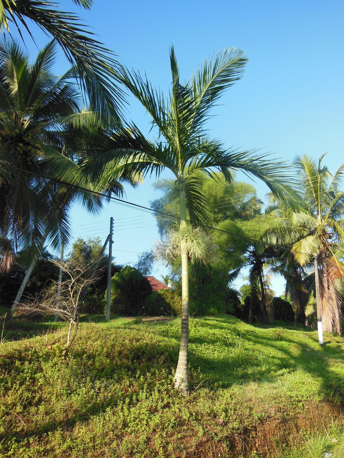 Roadside palms in srilankan countryside - DISCUSSING PALM TREES ...