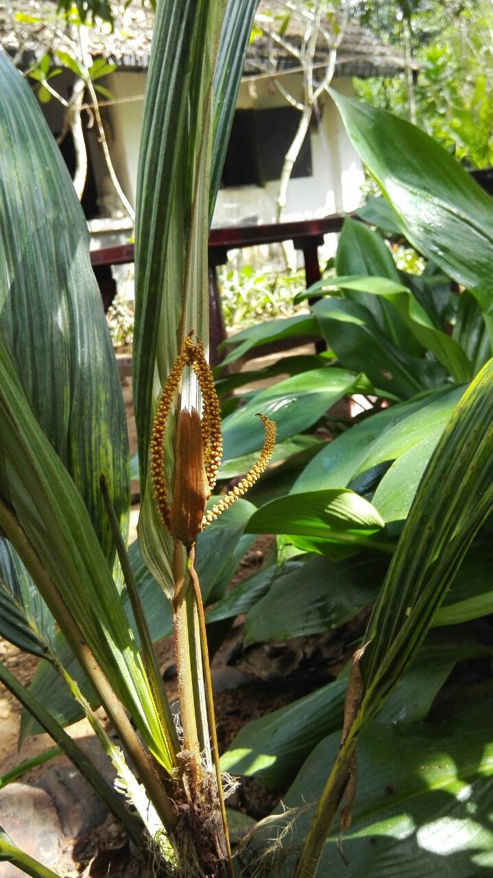 blooming Sommieria leucophylla - DISCUSSING PALM TREES WORLDWIDE - PalmTalk