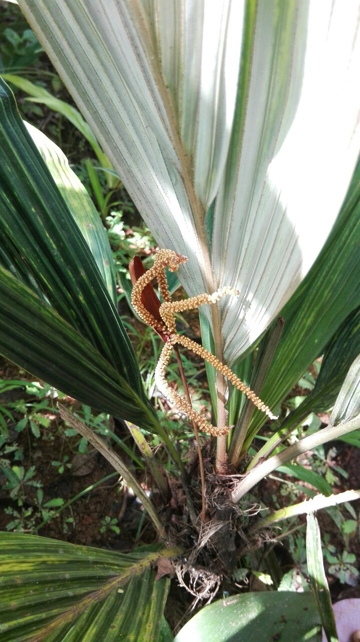blooming Sommieria leucophylla - DISCUSSING PALM TREES WORLDWIDE - PalmTalk