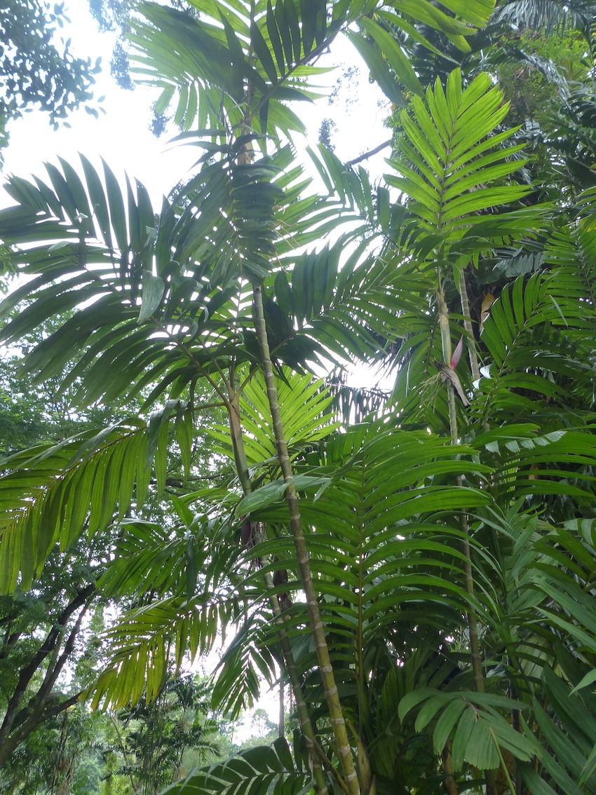 Pinanga coronata in the forest - DISCUSSING PALM TREES WORLDWIDE - PalmTalk