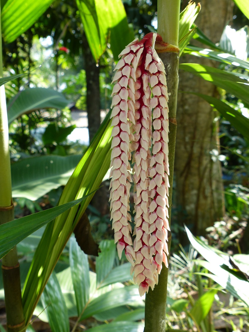 Pinanga sinii? - DISCUSSING PALM TREES WORLDWIDE - PalmTalk