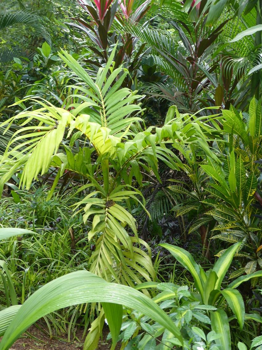 Adonidia in our first garden - DISCUSSING PALM TREES WORLDWIDE - PalmTalk