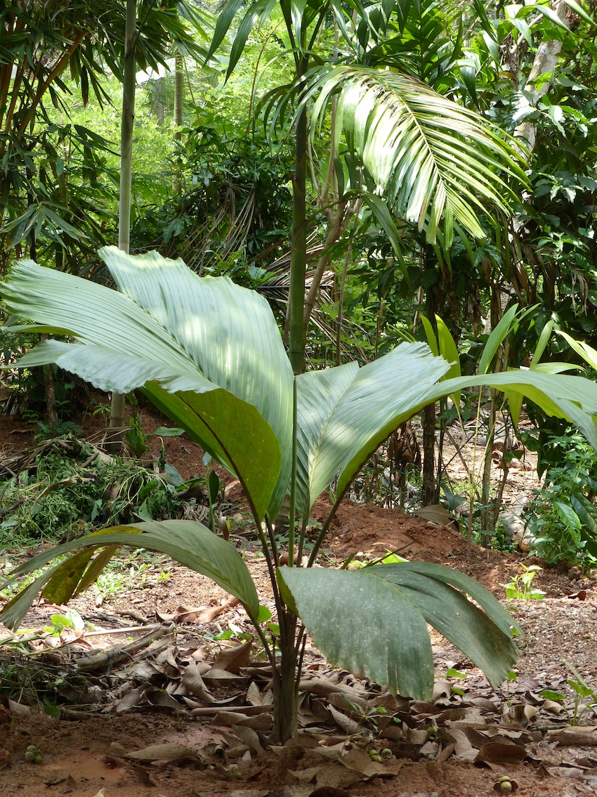 Hydriastele beguinii ' Obi Island' - DISCUSSING PALM TREES WORLDWIDE ...