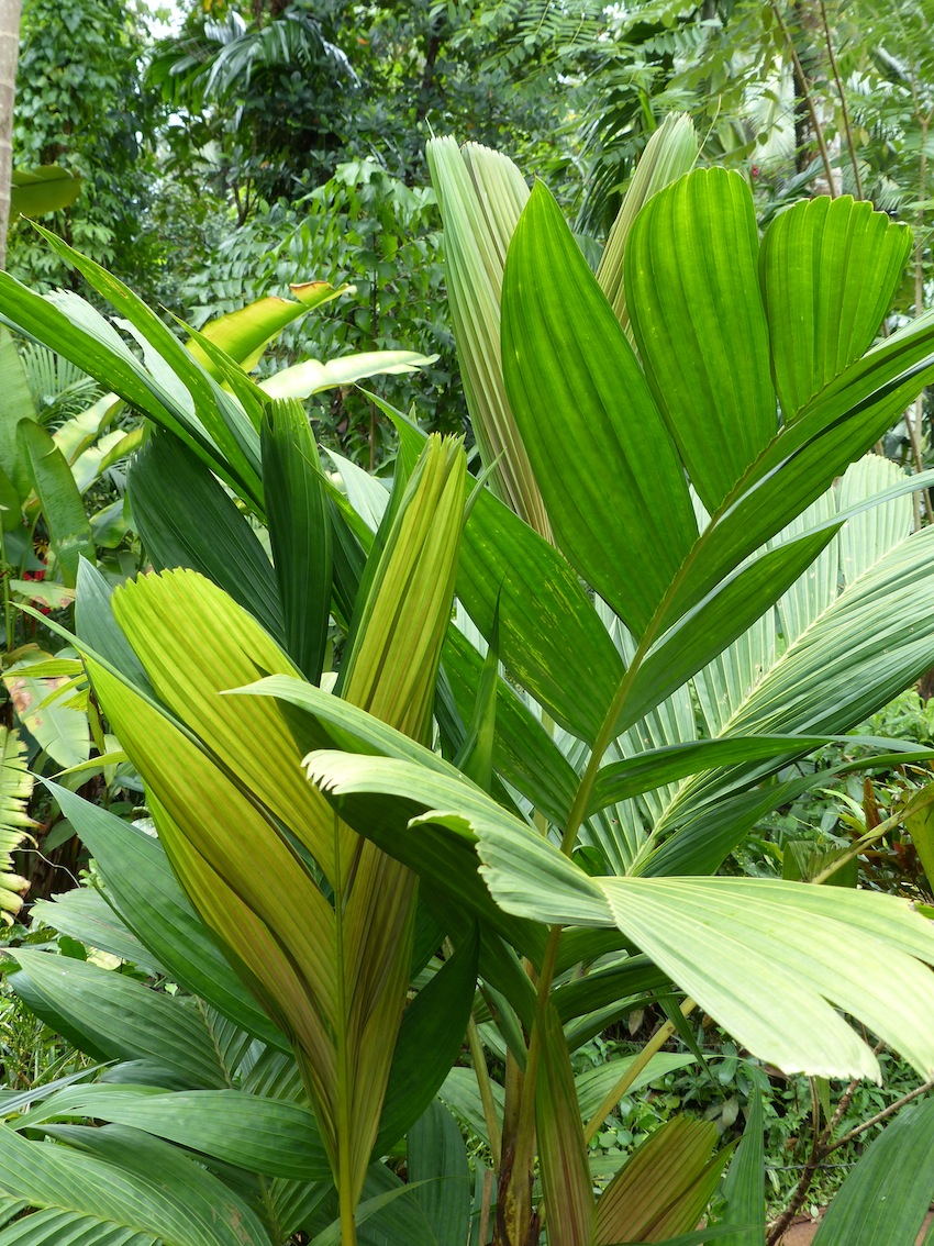 Pinanga coronata - DISCUSSING PALM TREES WORLDWIDE - PalmTalk