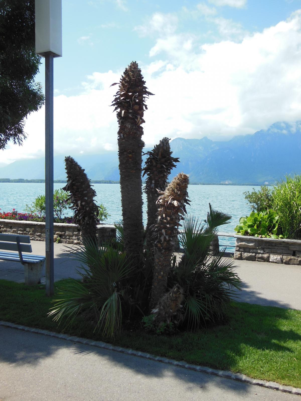 frozen palms in Montreux - COLD HARDY PALMS - PalmTalk