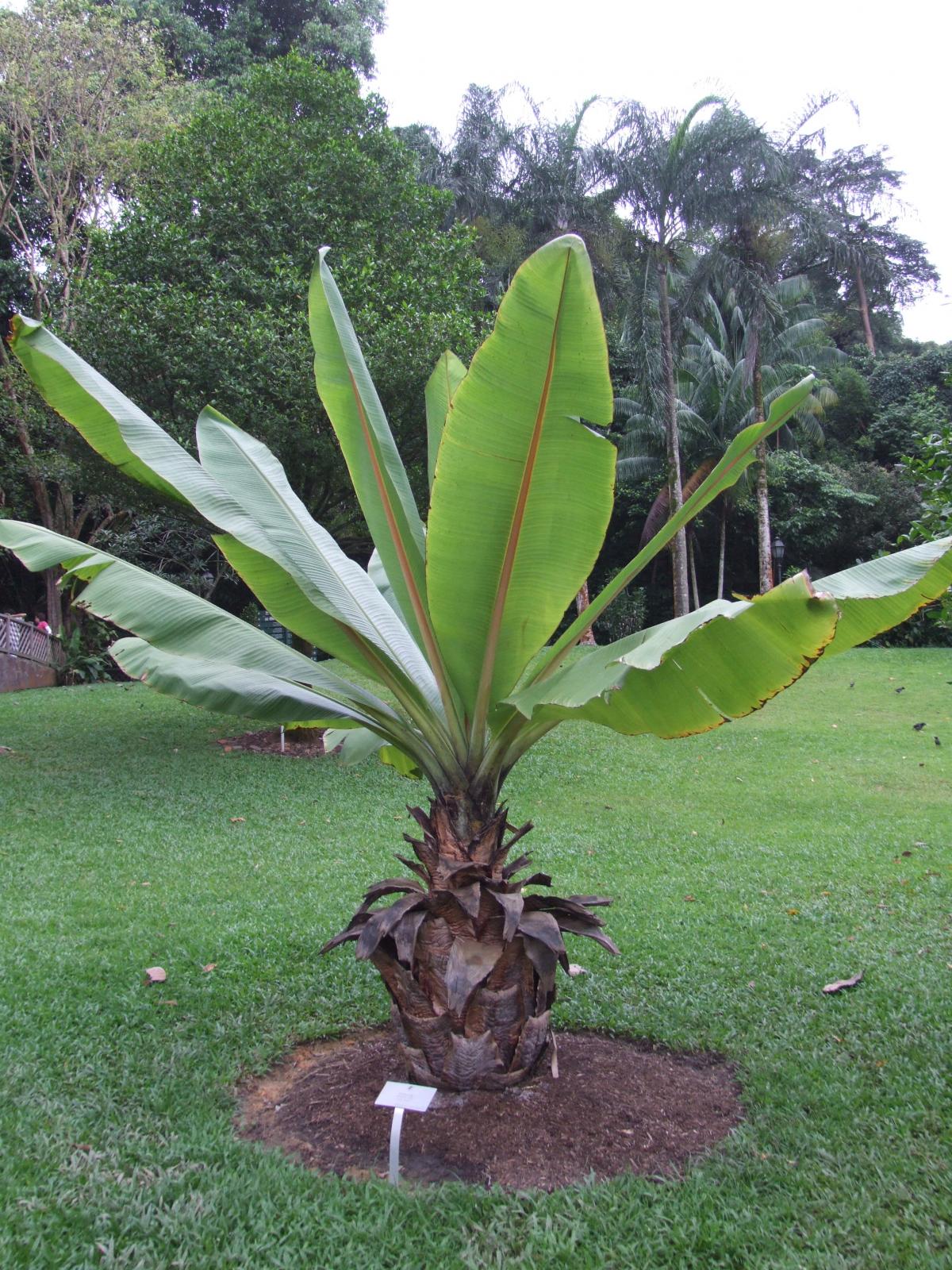 rare ! Musa roi hua plii and a musa aeae - TROPICAL LOOKING PLANTS ...