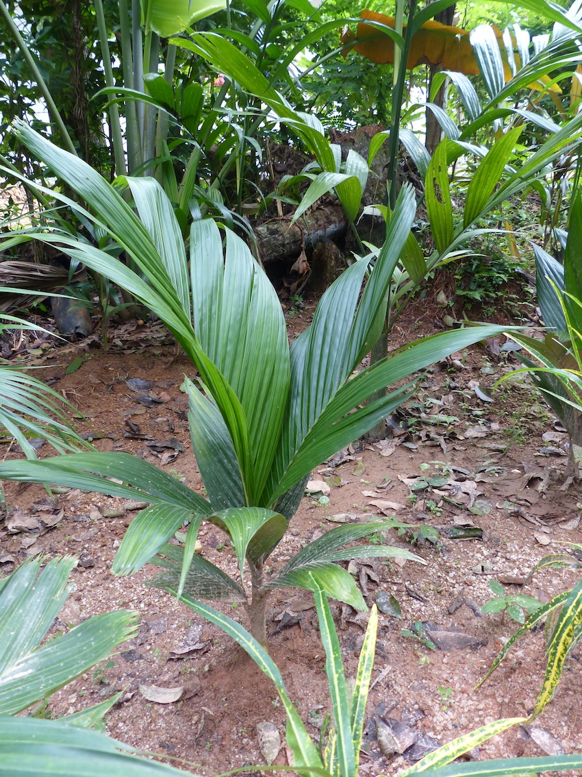 Chambre d'Areca update - DISCUSSING PALM TREES WORLDWIDE - PalmTalk