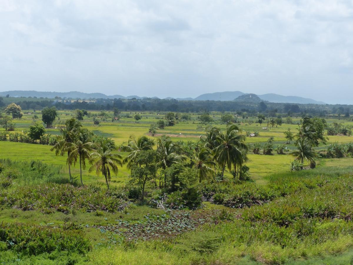 Fertile lands - DISCUSSING PALM TREES WORLDWIDE - PalmTalk
