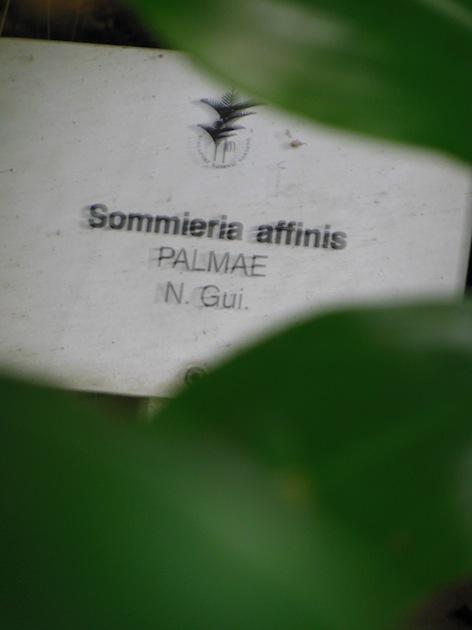 Sommieria, 2 species! - DISCUSSING PALM TREES WORLDWIDE - PalmTalk